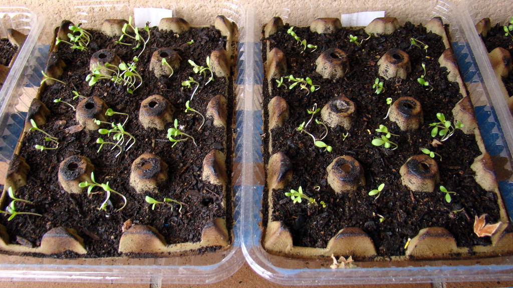 Biosfera vegetal.: Semilleros petunias y claveles.