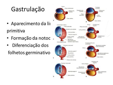 Diário De Dois Pais: Terceira Semana do desenvolvimento embrionário