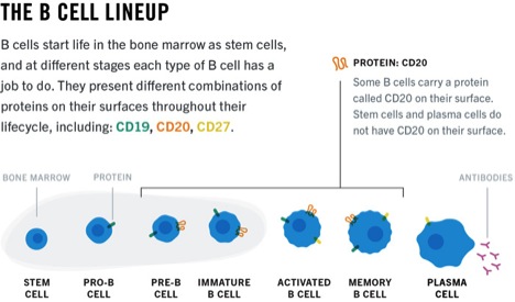 EvergreenHealth MS Center: B Cell Therapies in MS: Entering a New Age ...