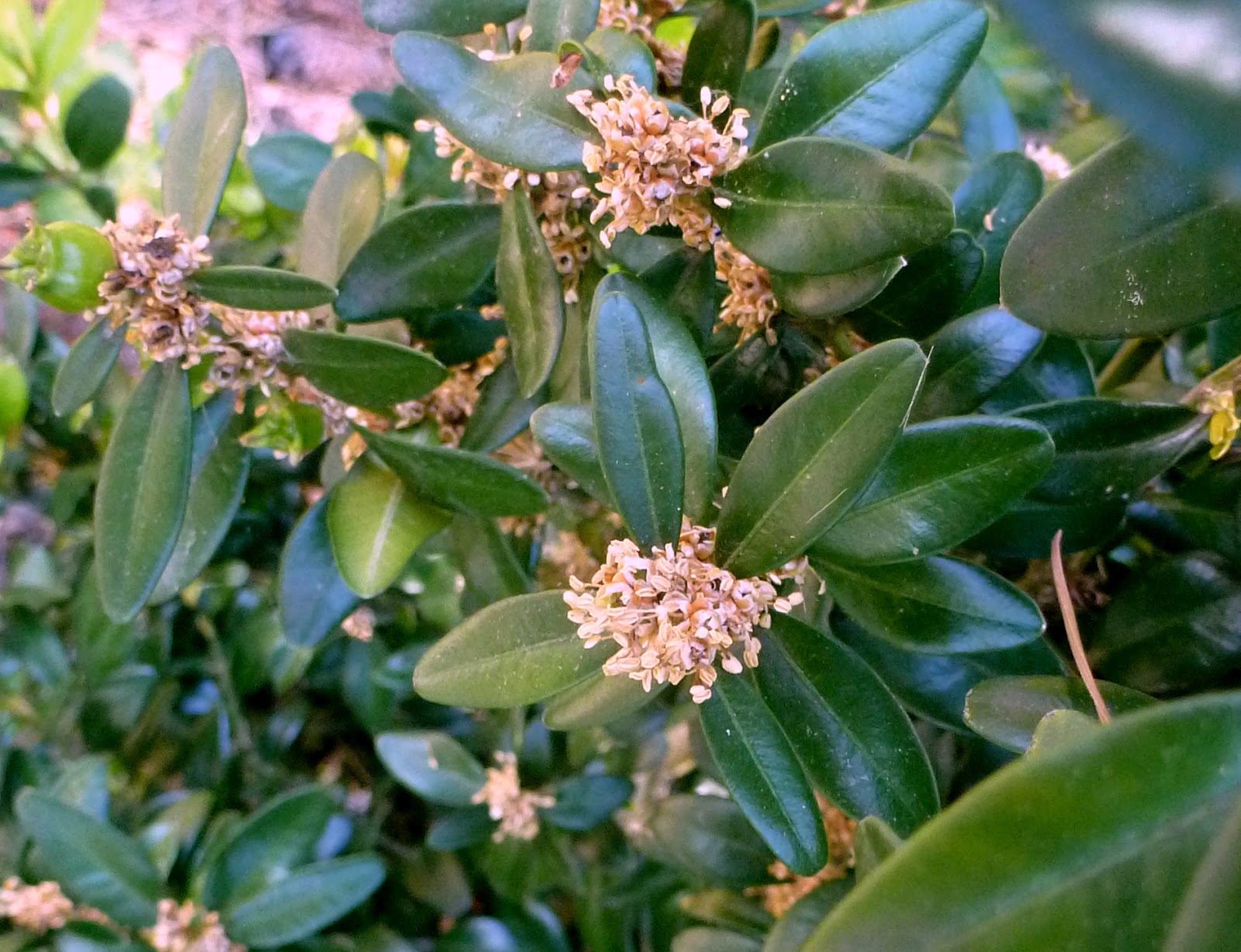 Árboles con alma: Boj. Boix. (Buxus sempervirens)