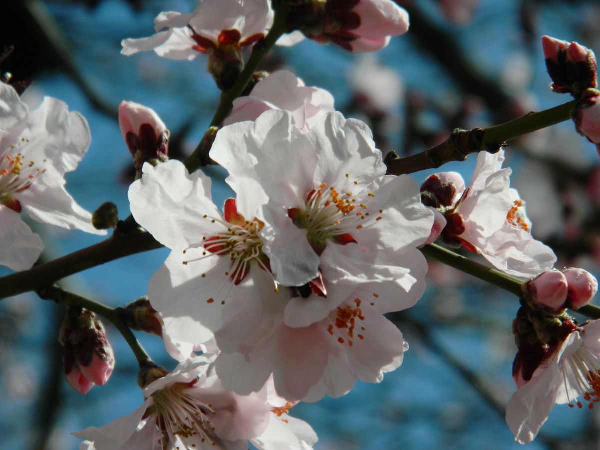 LA MULTI ANI, ROMANIA!: Flori de migdal