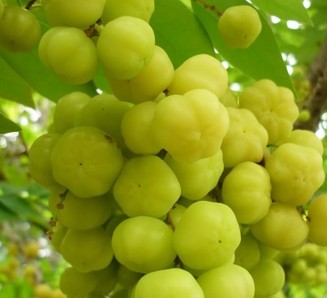 HARITUA-bahagia: Khasiat, Kandungan dan Manfaat Buah Cermai