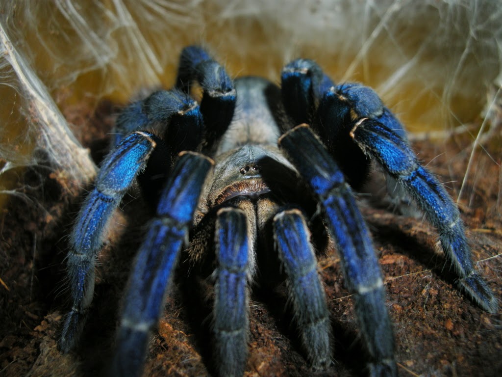 Tarántula azul cobalto (Haplopelma lividum)
