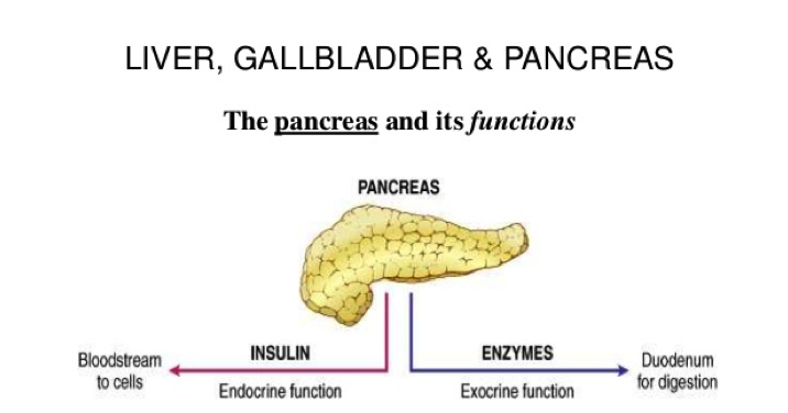 The Endocrine System: Maintaining our blood sugar level