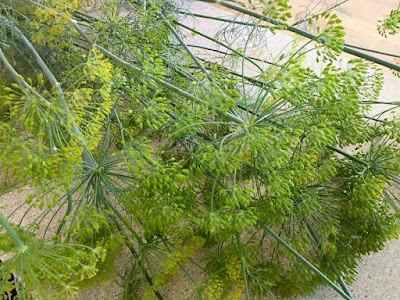 Mats in China: Skördetid; Fryser in dill, salvia, mm