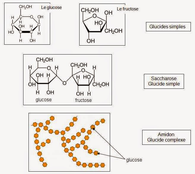 Les Glucides: Cours Sur Les Glucides Bac Pro