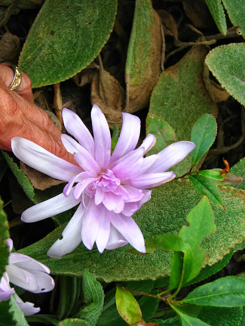 Mermaid At Frog Hollow: Tip toeing with Tootsie Oct 4th