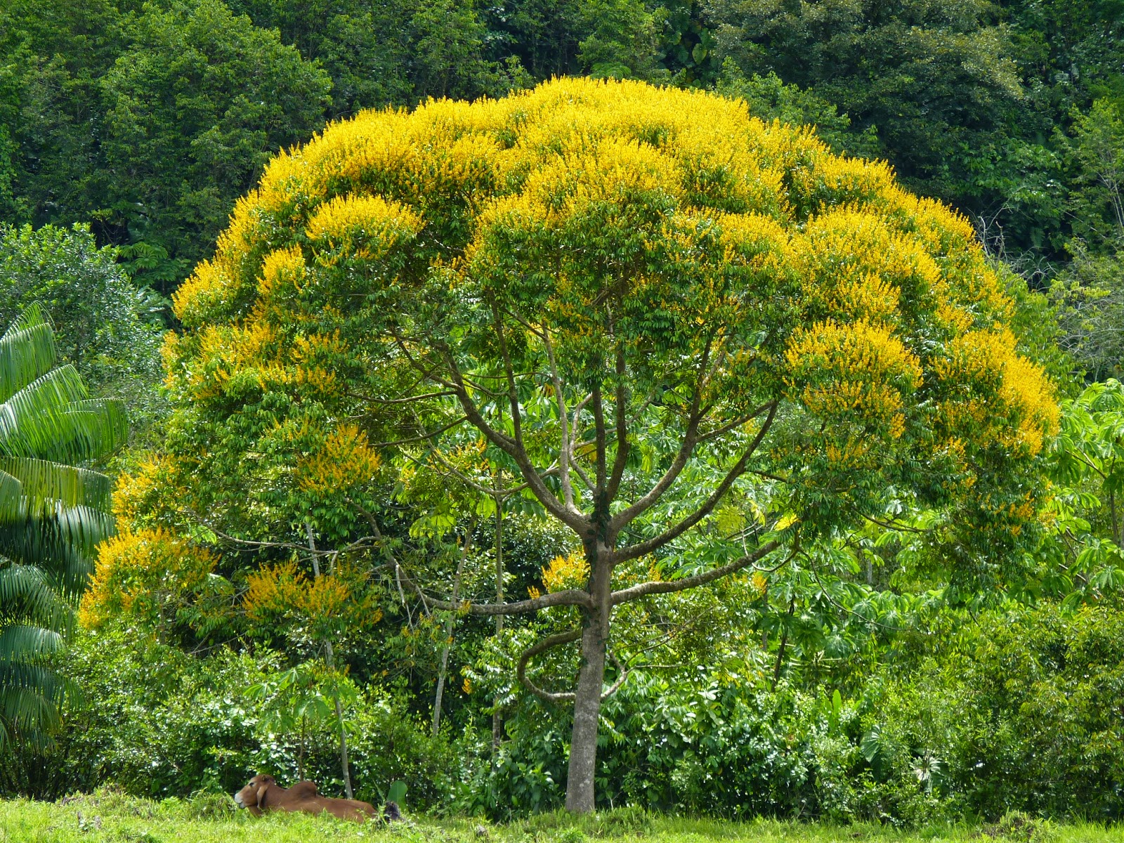 ARBORETUM: ARBOLES FANTASTICOS, Dormilón