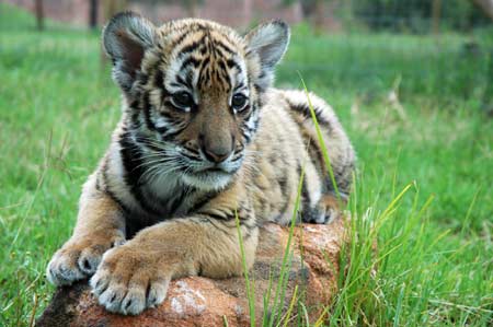 BEAUTIFUL TIGERS OF THE WORLD!