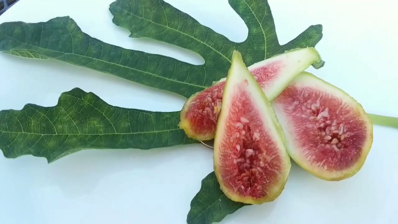 Dalmatie Fig - Var Tin