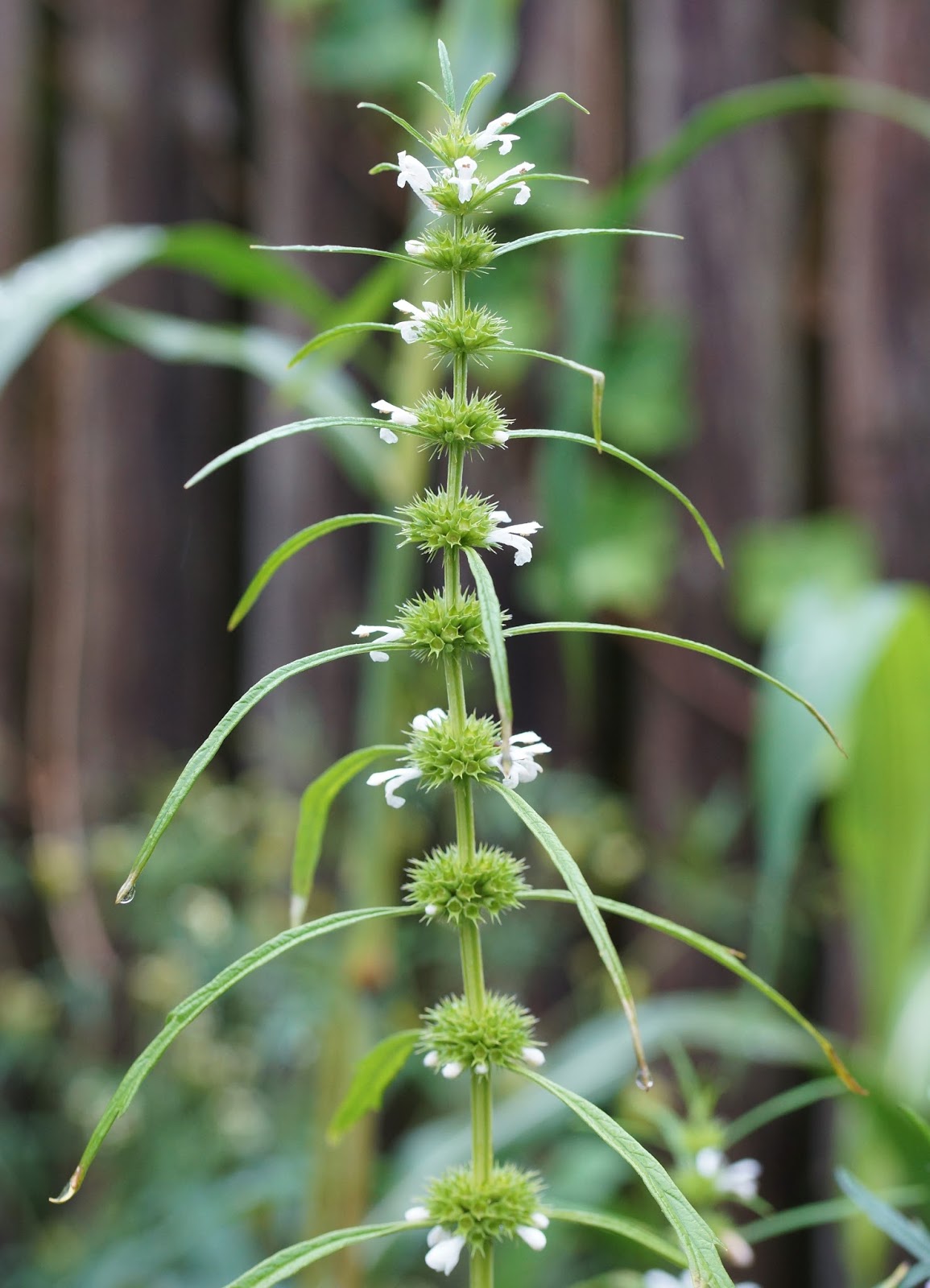 Fra frø til blomst: Nye hvide stauder