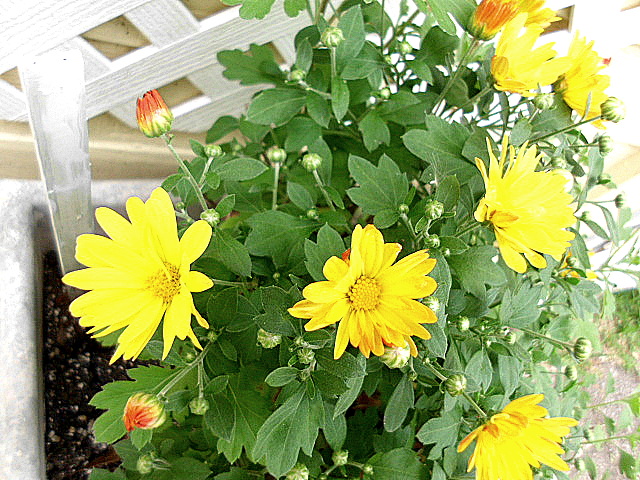 KERRIE'S KORNER NY: My cheerful beautiful Mums and flowers