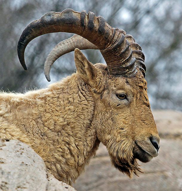 It's Time to Unite For the West Caucasian Tur! | Featured Creature