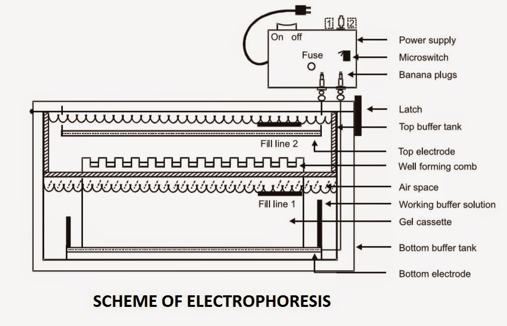 BIOLOGY WRITE-UP - BIOLOGY ARTICLES: ELECTROPHORESIS: Principle, SDS ...