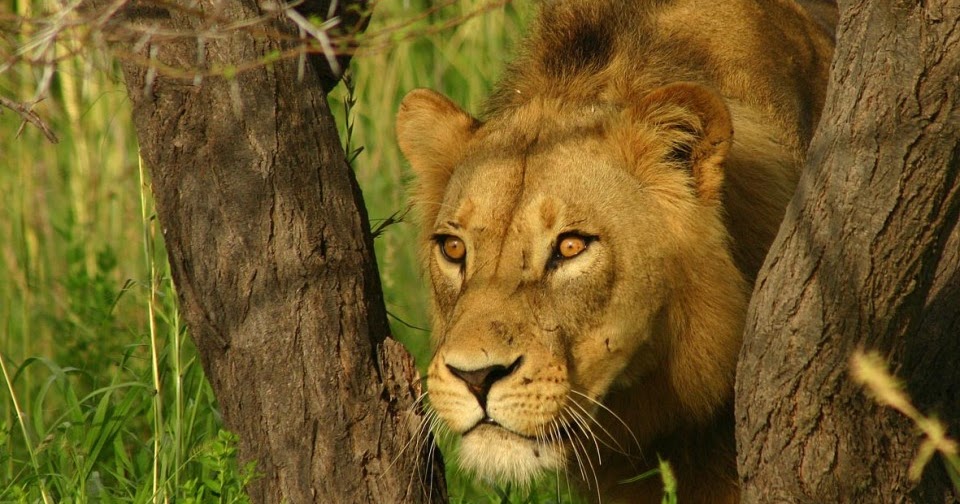 Humans As Prey Animals by Mark Hatmaker