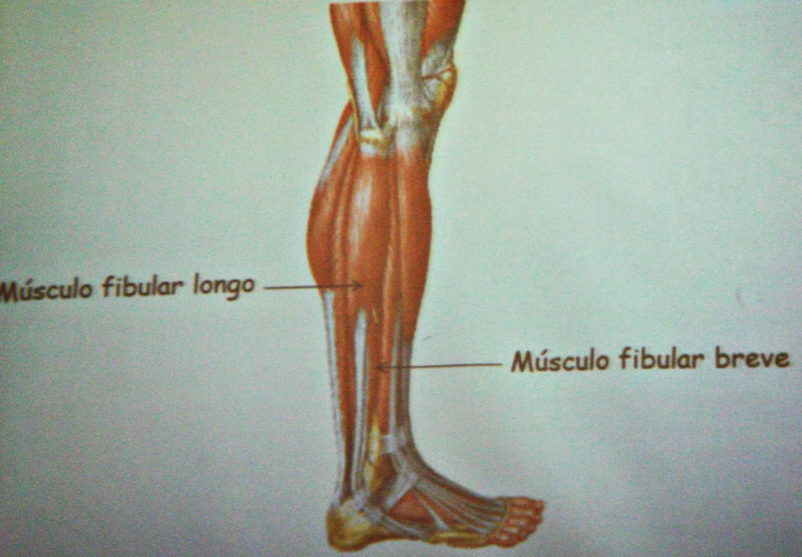Músculos del miembro inferior y movimientos que realizan