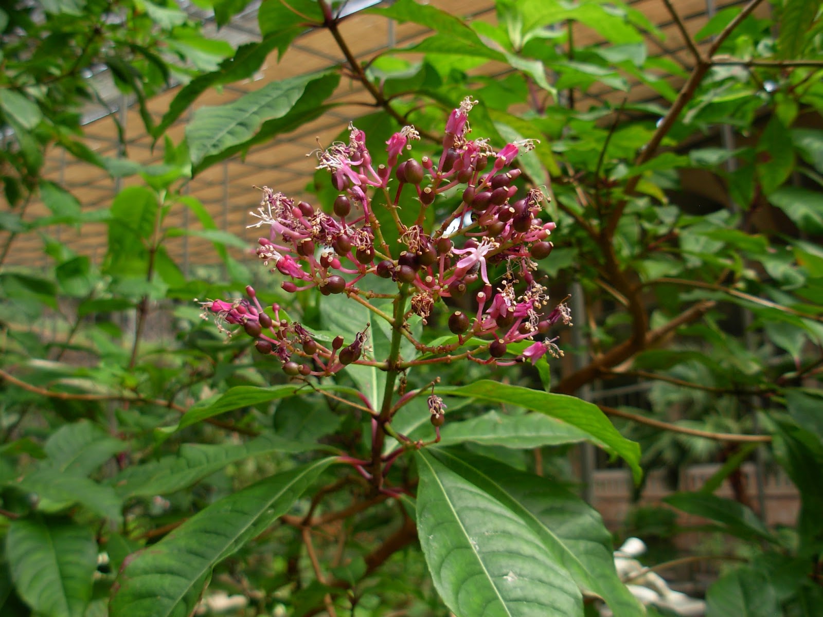 Fuchsia arborescens nombre comun fucsia arbórea o fucsia lila : El ...