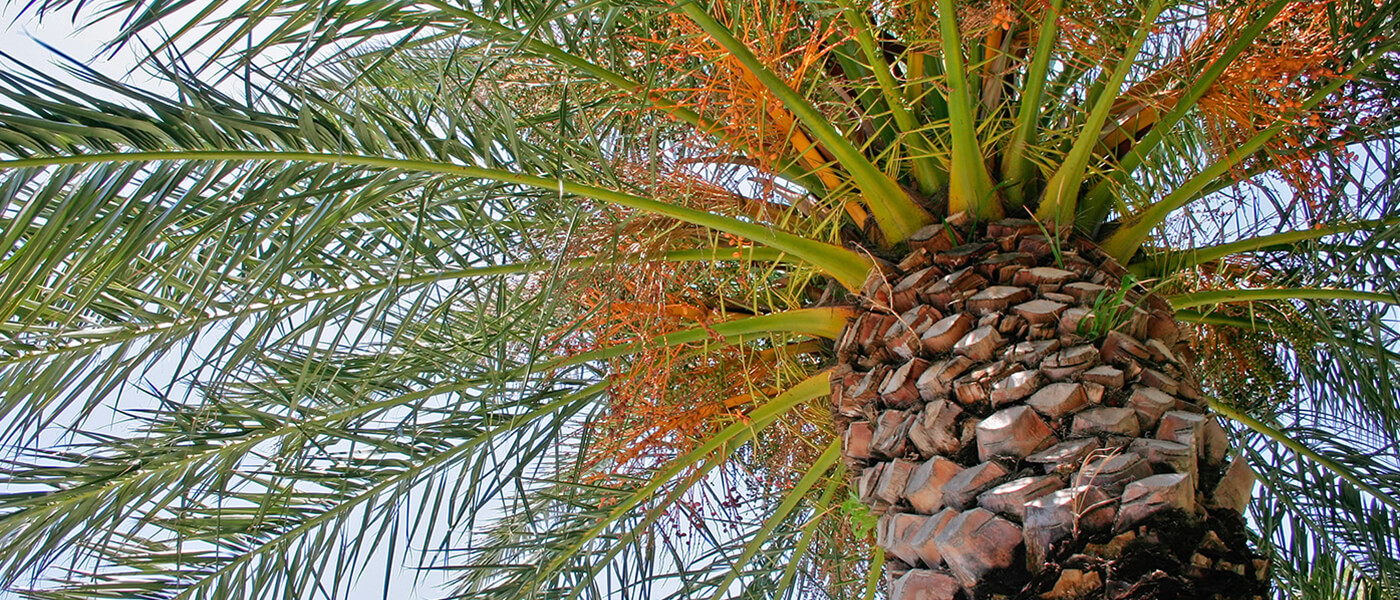 Phoenix dactylifera «datilero» - Id Plantae