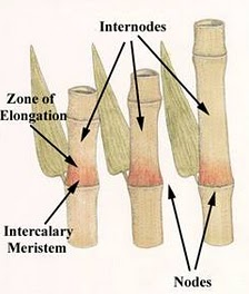 Jaringan Pada Tumbuhan Beserta Fungsi dan Pengertiannya | Materi Pelajaran
