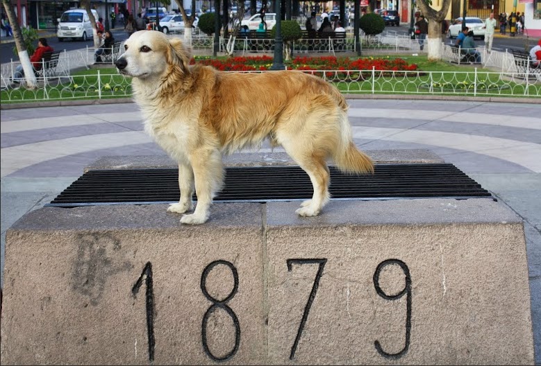 Mis propuestas 2021: PERRO PASTOR CHIRIBAYA = RAZA PERUANA