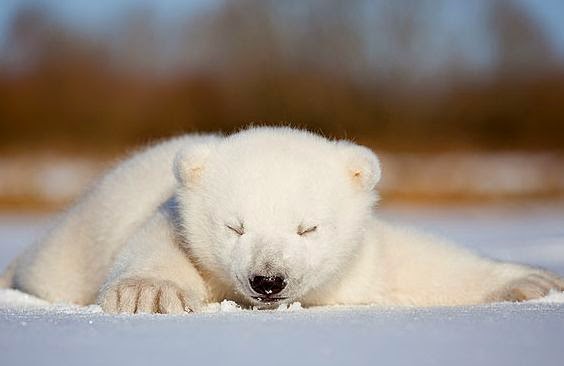 Bloganimal: Entrada del mes 1: Osos pardo, polar y panda