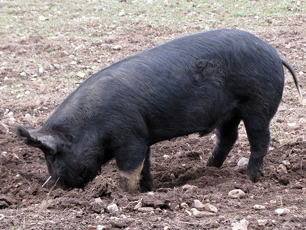 Pig Production: Boar Management