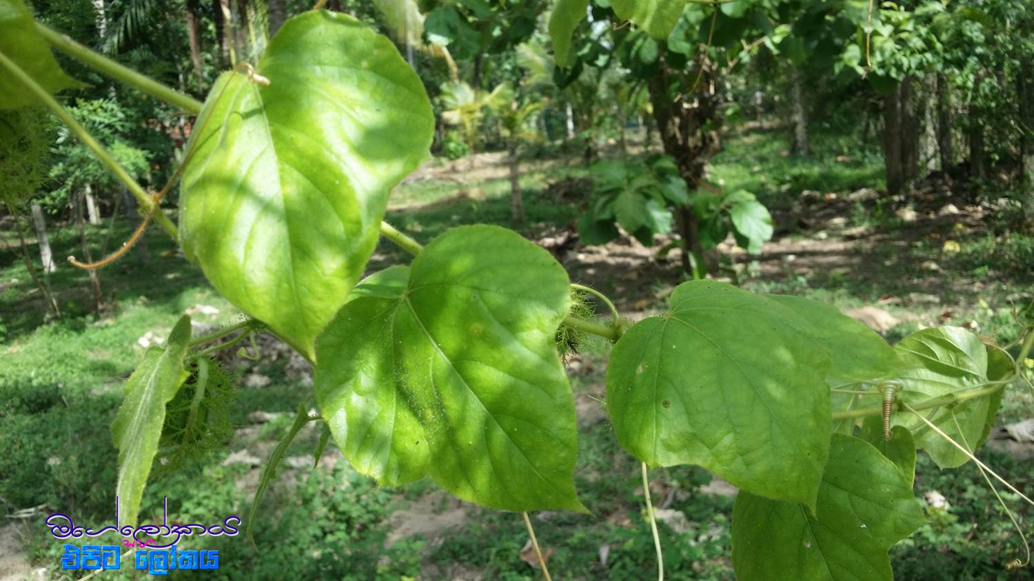 My World & Beyond World - මගේ ලෝකය හා එපිට ලෝකය : 'පඩයක්' තරම්වත් ගණන් ...