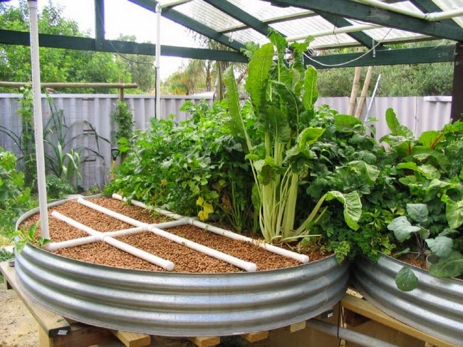 Aqua Vista : The Aquaponics' Information Centre & News Update Blog ...