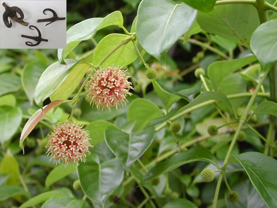 Uncaria stem (Gouteng)-Uncaria rhynchophylla-Uncaria hirsuta-Uncaria ...