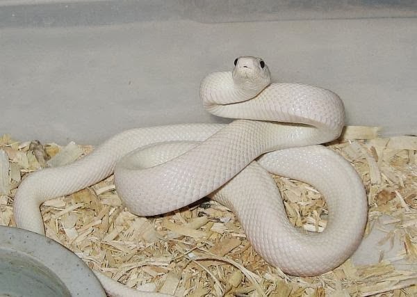 NOT JUST CELEBS: The Most 'Beautiful' White Snake In The World [PHOTOS]