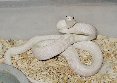 NOT JUST CELEBS: The Most 'Beautiful' White Snake In The World [PHOTOS]
