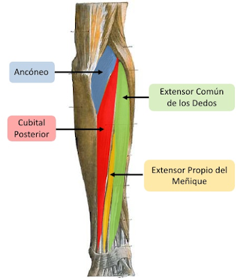 Músculo extensor del meñique