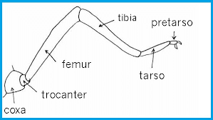 ¿TODOS LOS INSECTOS SON IGUALES?: APÉNDICES Y ALGO MÁS