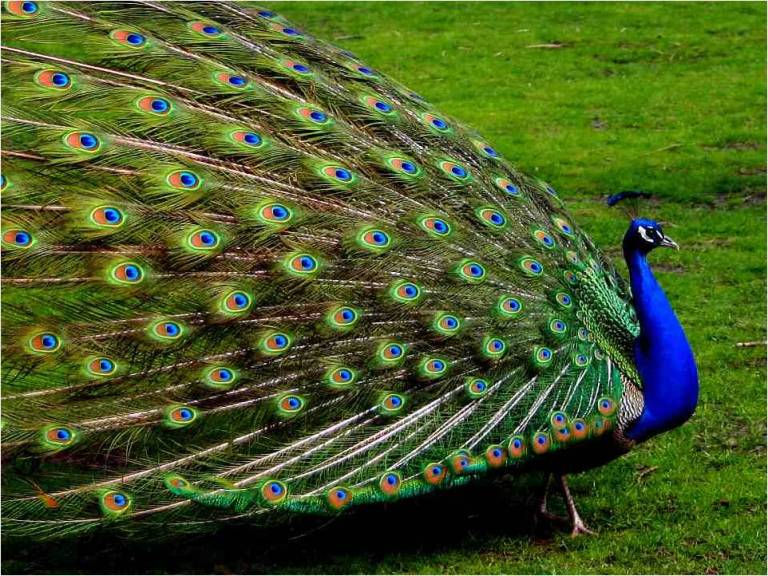 DIVAGAR SOBRE TUDO UM POUCO: O Pavão - Uma ave de cores exuberantes