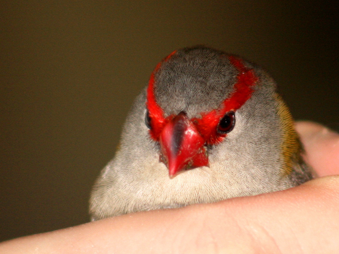 WELSH PONIES and THE ODD FRESIAN COW: July 2011