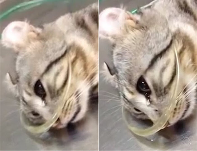 Desgarrador: Gato herido llora en la veterinaria después de ser ...