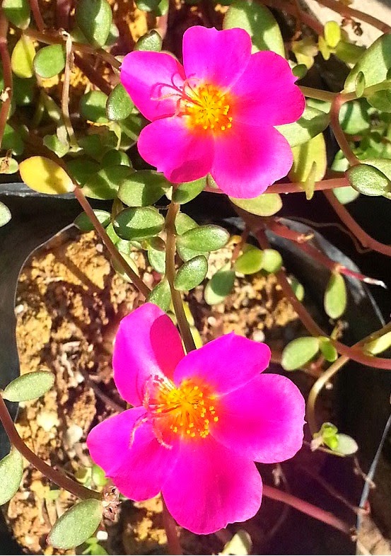 Semua Menjadi: Menikmati Keindahan Kembang Sepuluh Pagi