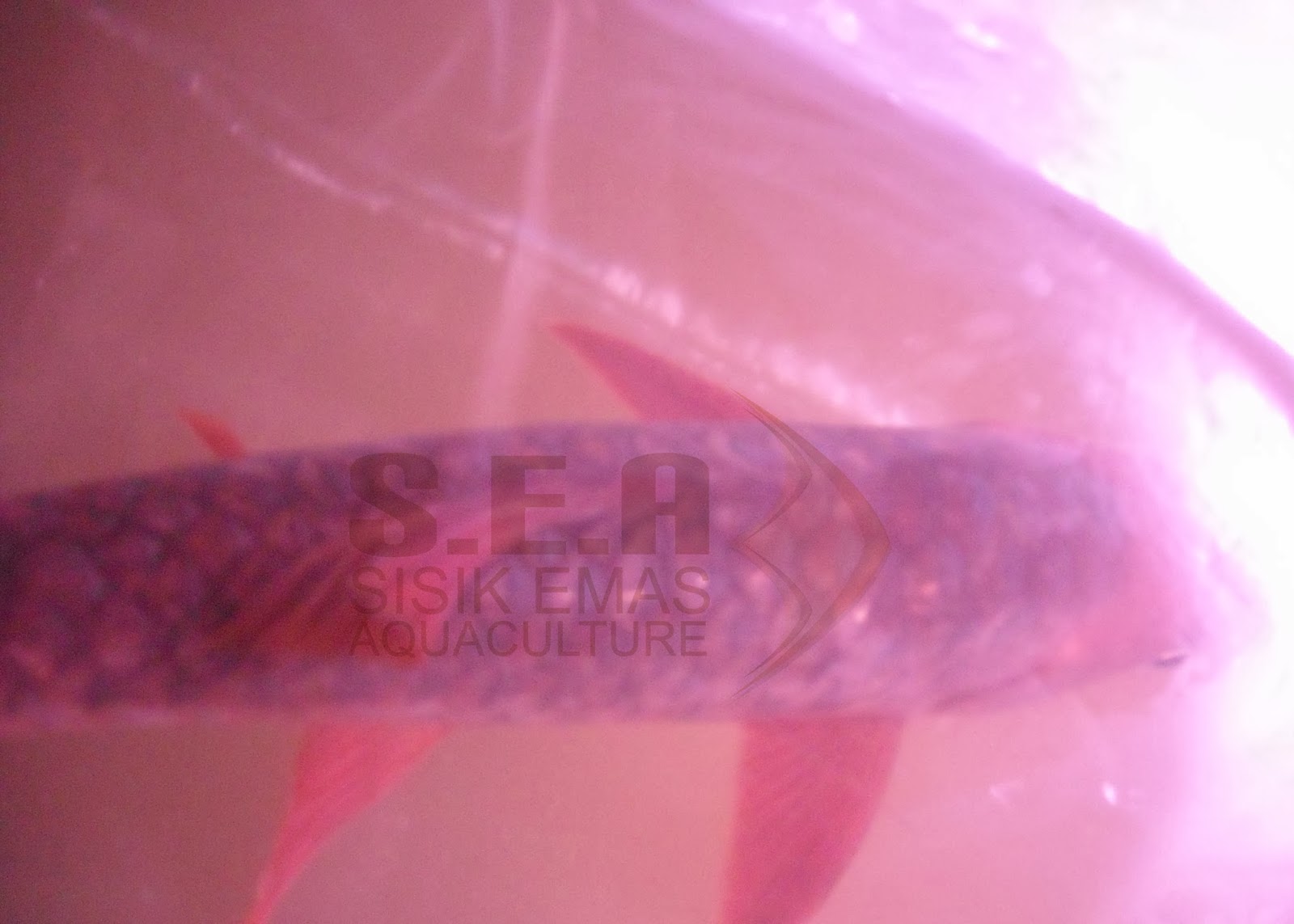 Malaysian Mahseer or Kelah: Kelah Bara Bunga