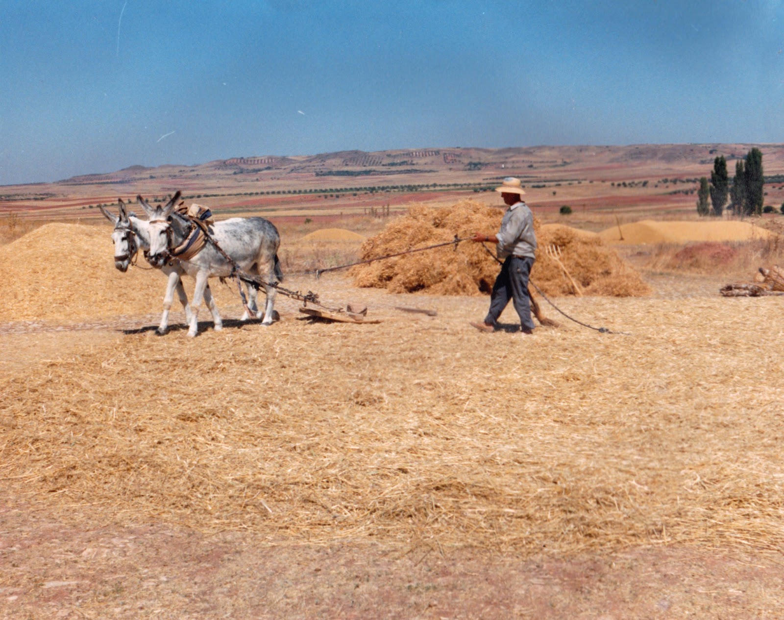 SAN ISIDRO EN VILLAHERMOSA: LAS ERAS Y LA TRILLA (1)