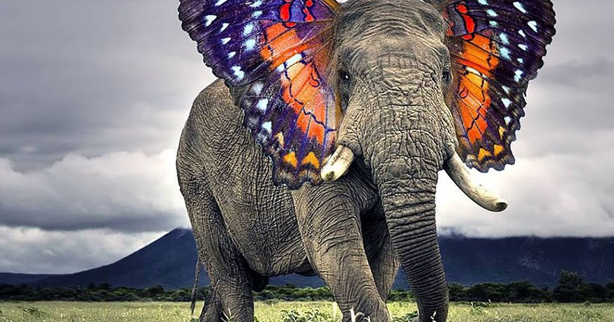 animal combinations Photoshop - PHLEK ! PHLEK