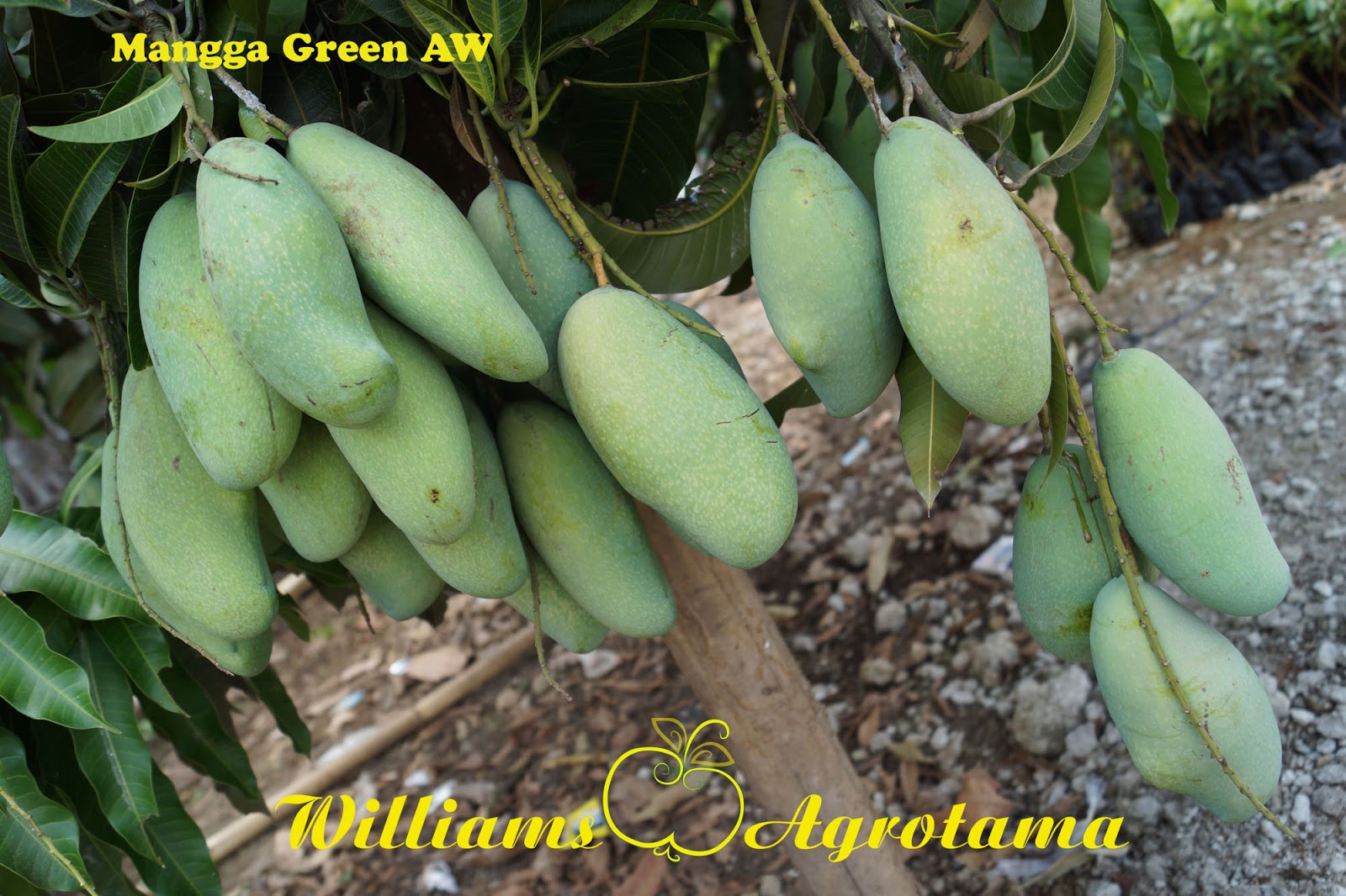 Williams Nursery: MANGGA