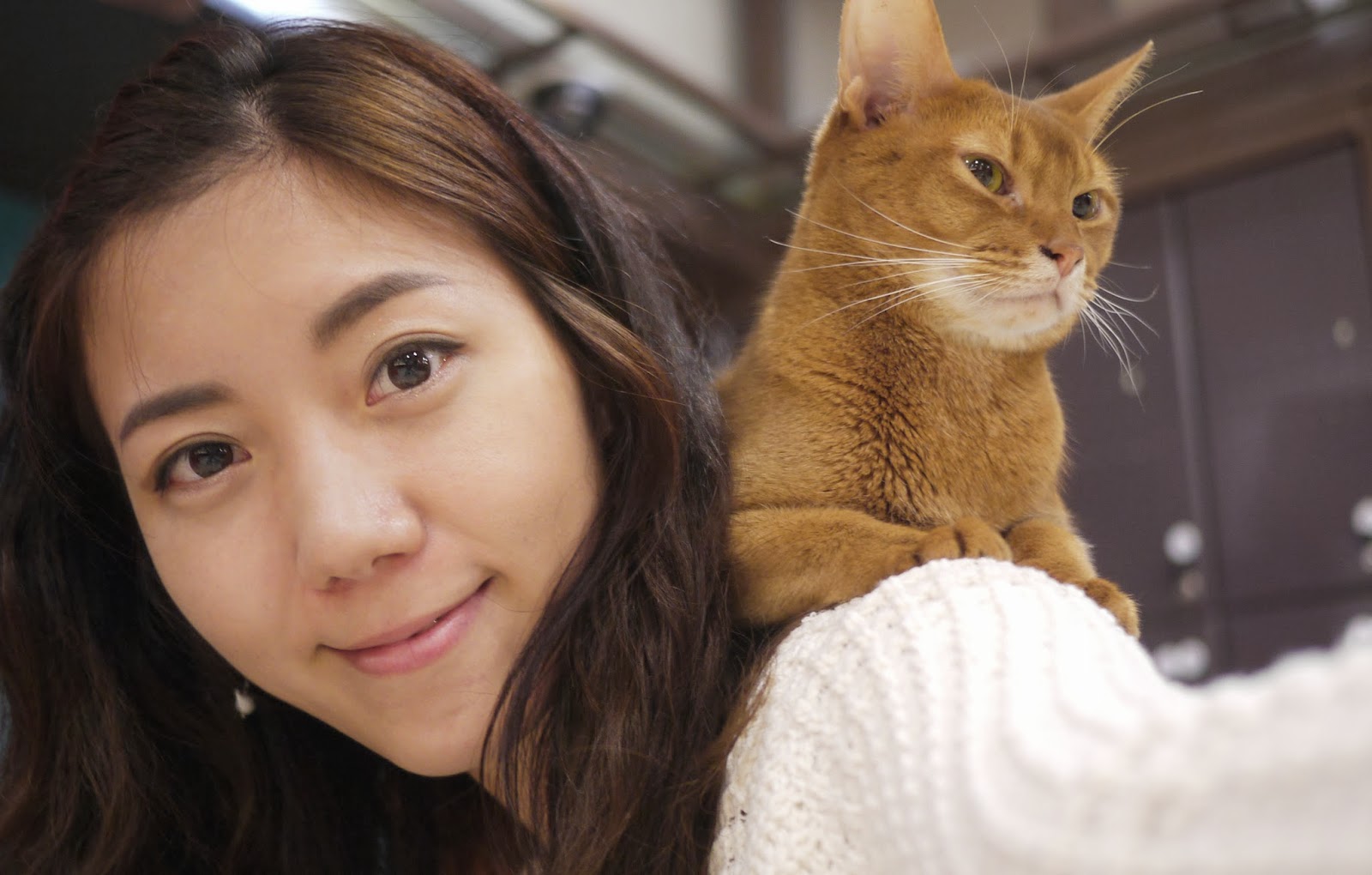 All about Hongdae in Korea: Cat Cafe