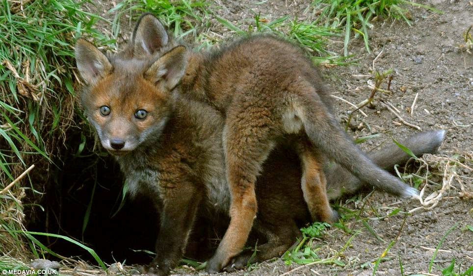White Wolf : Mother and baby foxes venture out of their den to explore ...