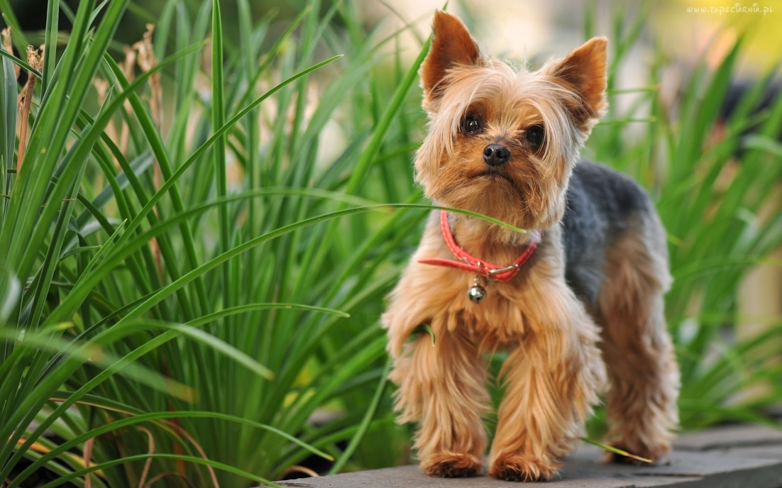 Rasy psów: Yorkshire Terrier | Psia Rada: Encyklopedia o psach