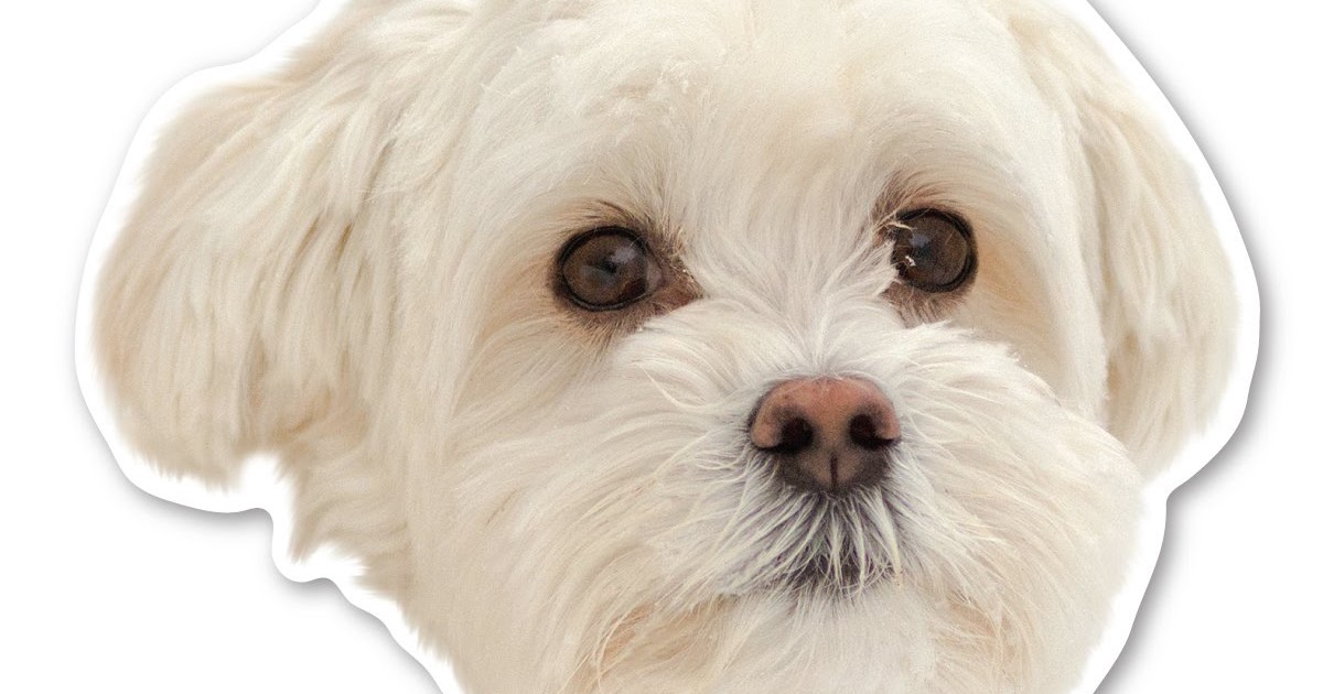 Brown Maltipoo Puppies