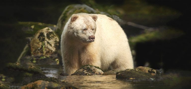¿Qué es un oso Kermode, también llamado oso espíritu o fantasma?