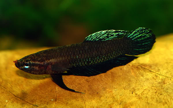 Small Fin Fighter - Betta miniopinna ~ Nice Betta