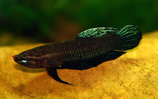 Small Fin Fighter - Betta miniopinna ~ Nice Betta