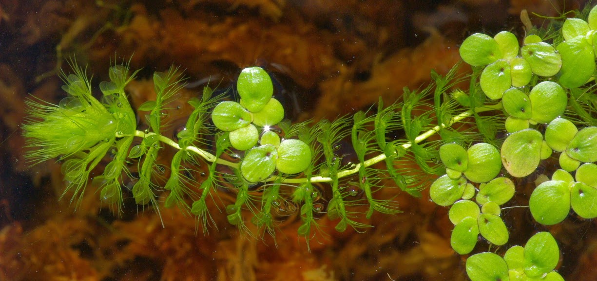 PLANTAS CARNÍVORAS : ALDROVANDA VESICULOSA