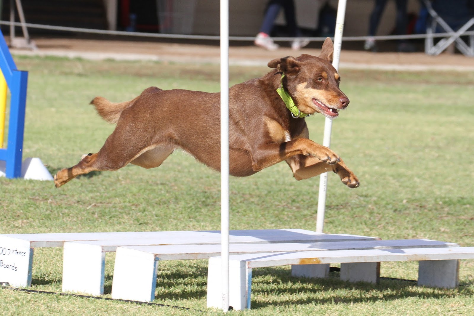 Agility Dog Club of SA May Games - May 25 | Australian Dog Lover